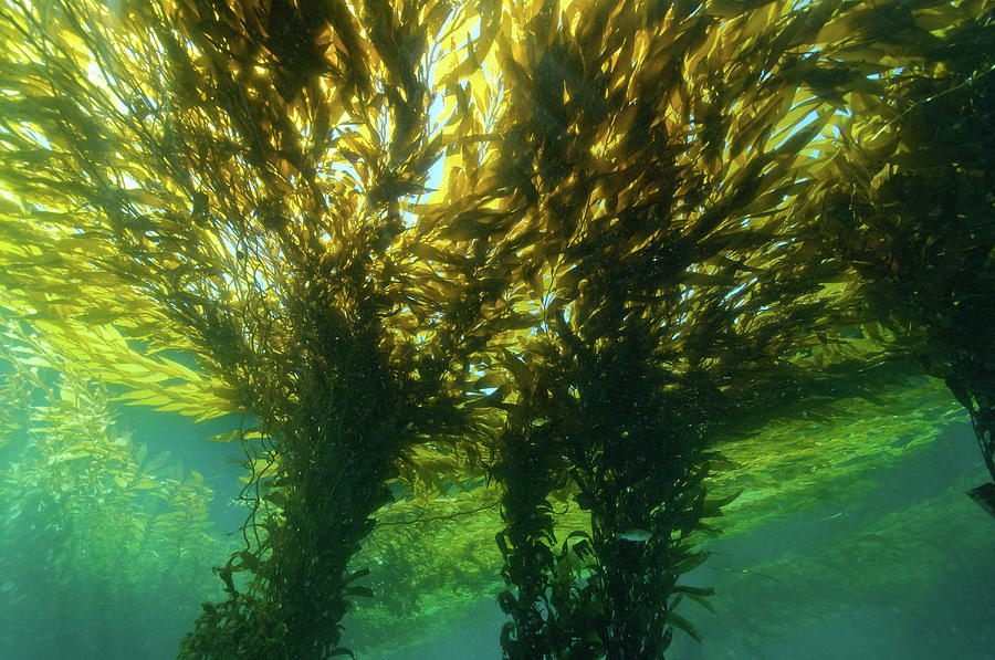 Kelp Forest Macrocystis, Isla San Photograph by Morten Beier - Pixels Kelp Forest Macrocystis, Isla San Photograph by Morten Beier - Pixels