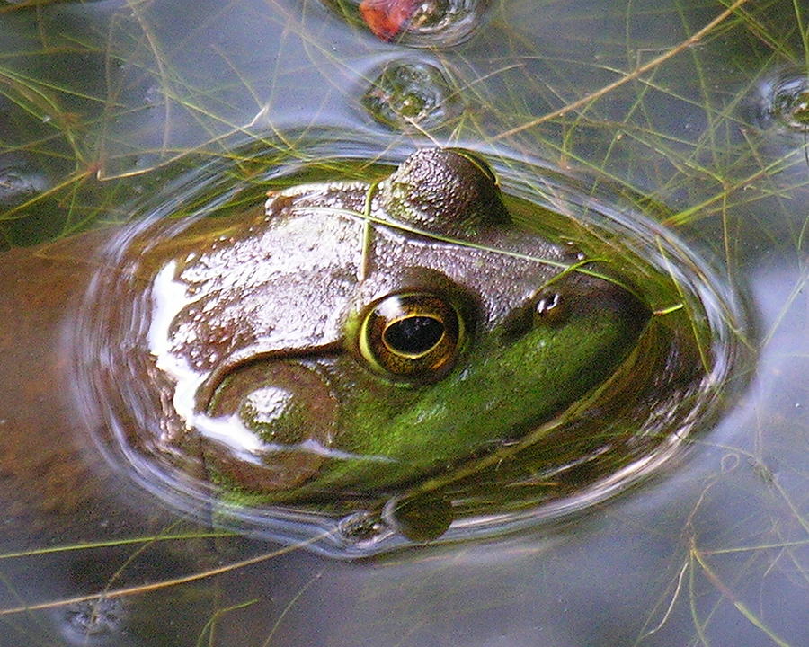 Kermit Photograph by Dave Wangsness - Fine Art America