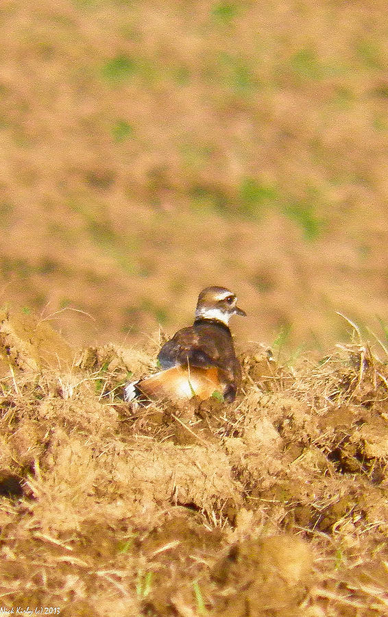 Killdee Photograph by Nick Kirby | Fine Art America