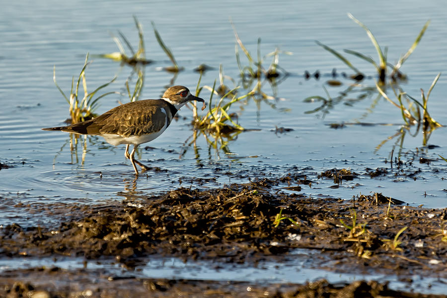 Kildeer Catches the Worm Photograph by Belinda Greb - Pixels