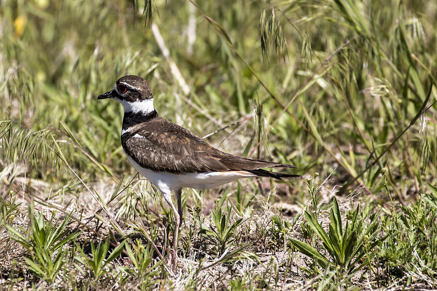 Killdeer Plover Photograph by Steven Clair - Fine Art America