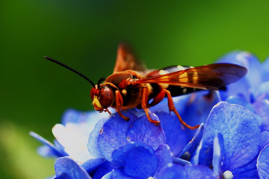 Killer Bee Photograph by Peter Feo - Fine Art America