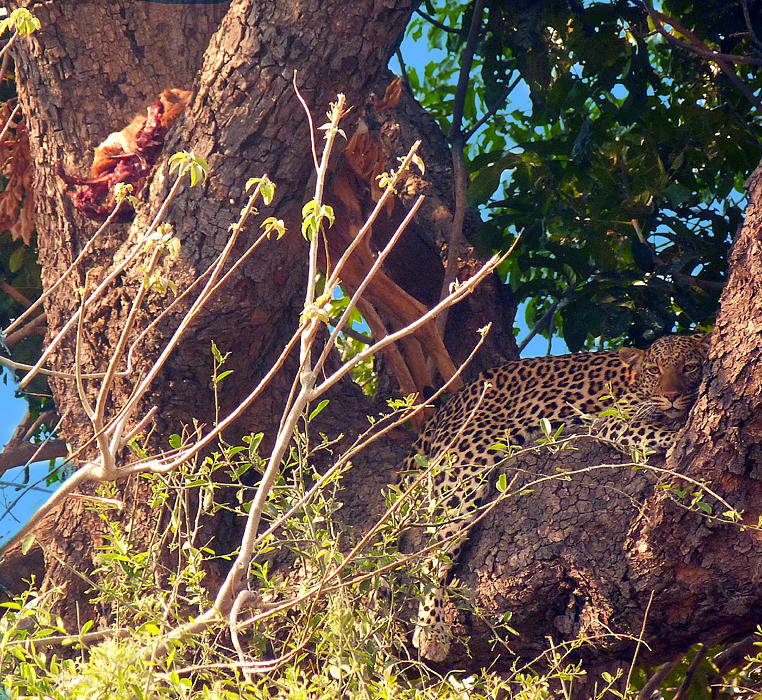 Killer's kill Photograph by E Kraizberg - Fine Art America