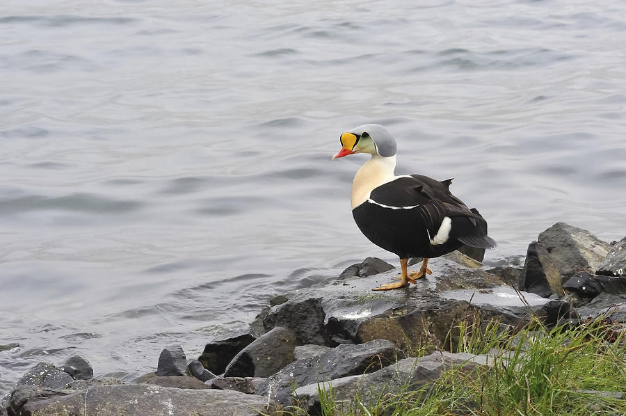 King Eider Photograph by Sigurdur Aegisson - Pixels