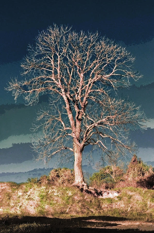 King's tree Photograph by Yevgeni Kacnelson - Fine Art America