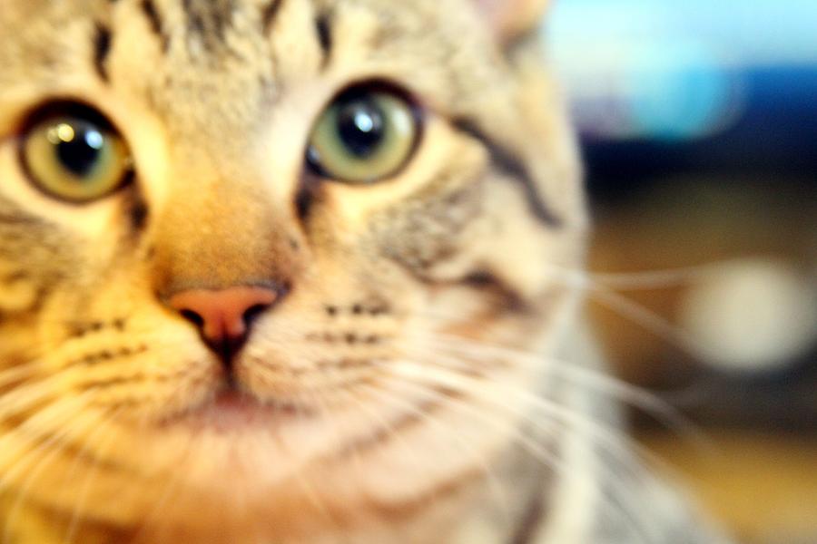 Kitty Photograph by Gregory Jeffries - Fine Art America