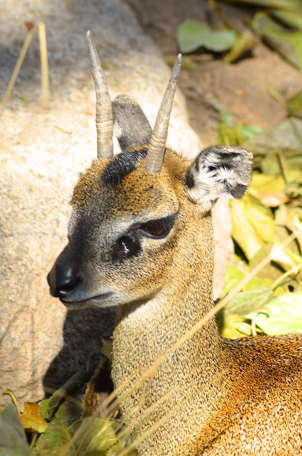 Klipspringer Photograph by Dan Vallo | Fine Art America