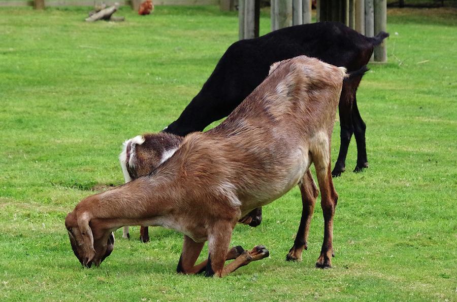 Kneeling Goats Photograph by John Kilby - Fine Art America