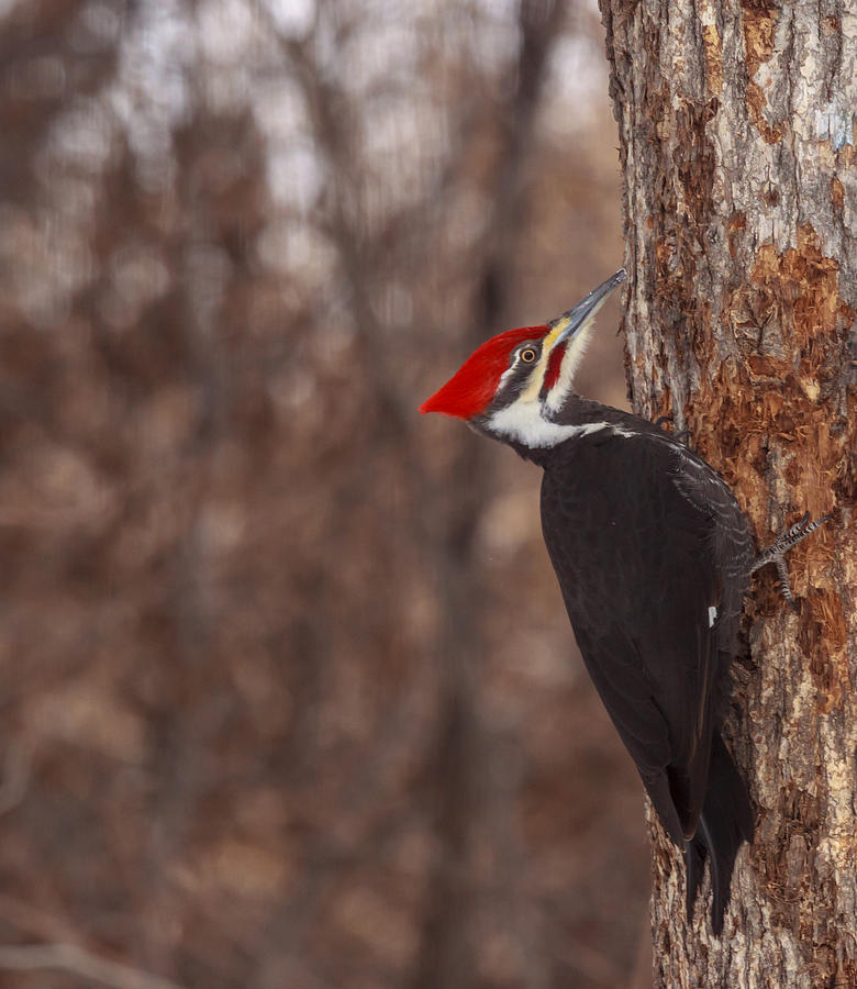 Knock This Tree Down Photograph by Wayne Ek - Fine Art America