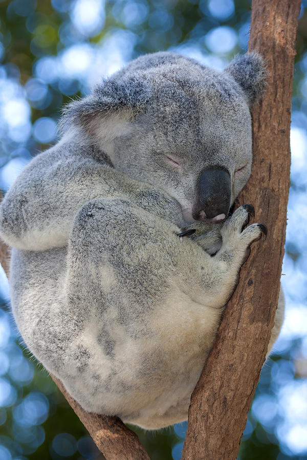 Koala sleeping in a tree Photograph by Darren Patterson - Pixels Koala sleeping in a tree Photograph by Darren Patterson - Pixels