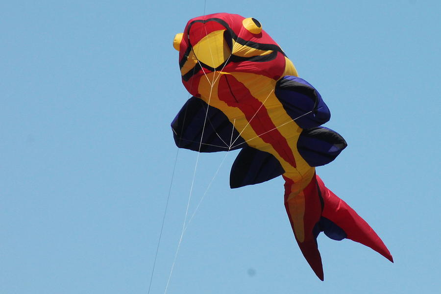 Koi Kite Photograph by Wayne Williams | Fine Art America