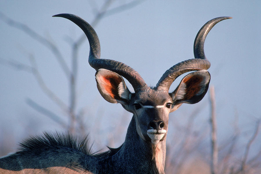 Kudu, Namibia Photograph by Robert Caputo - Fine Art America