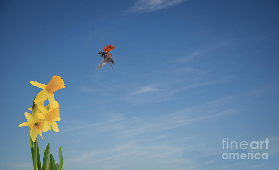 Lady bird in flight Photograph by Shaun Wilkinson - Fine Art America