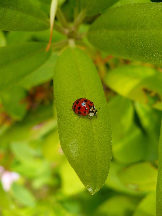 Lady Bug Leaf Photograph by Nicki Bennett - Fine Art America