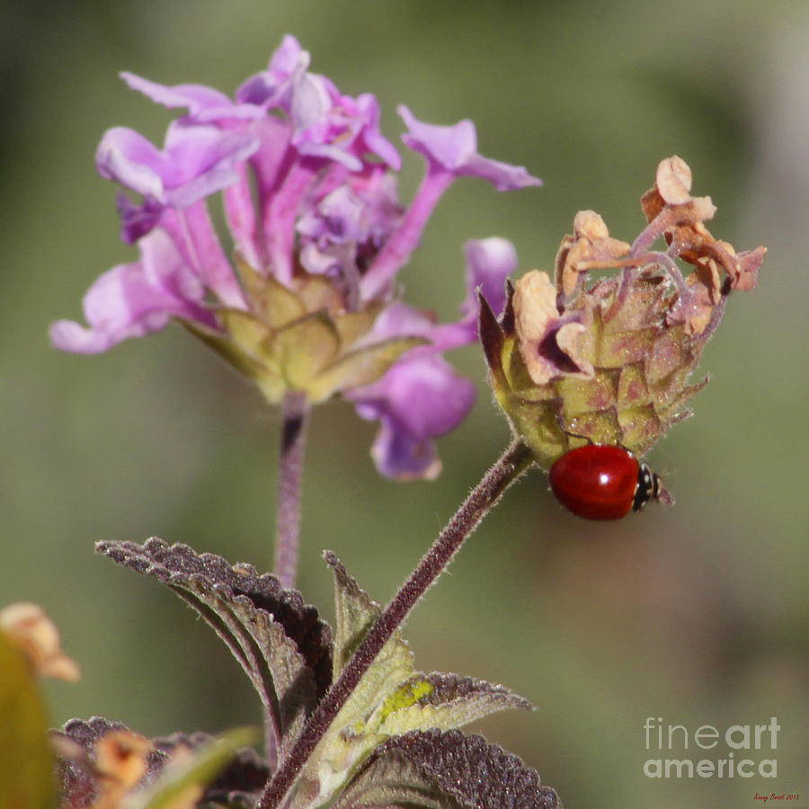 Lady Bug - Red and Black Photograph by Kenny Bosak | Fine Art America