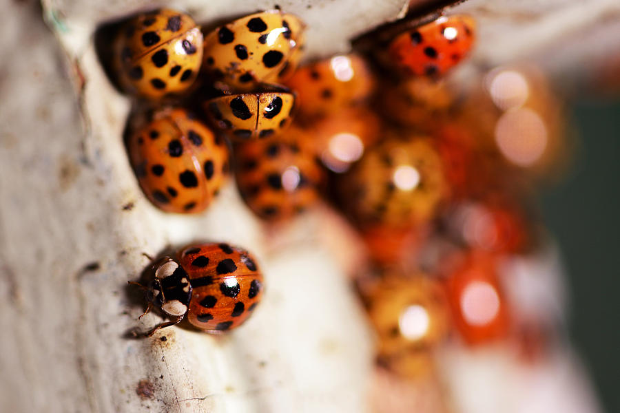 Lady Buggin' Photograph by Erik Comstock | Fine Art America