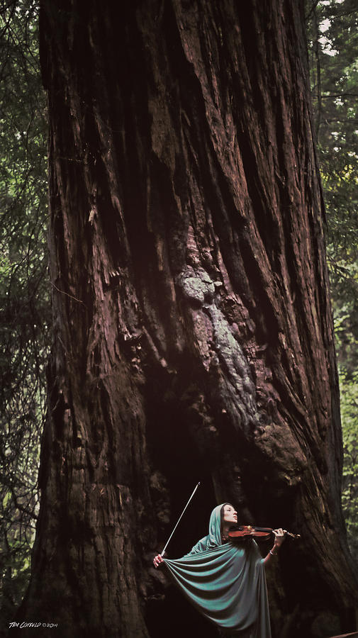 Lady of the Redwoods Photograph by Tim Cofield - Fine Art America