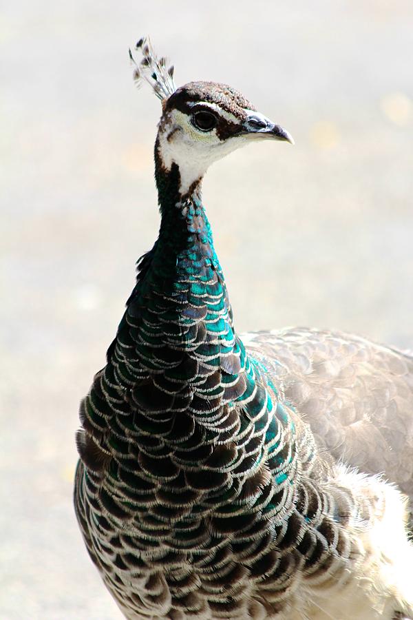Lady Peacock Photograph By Debbie Nobile Fine Art America