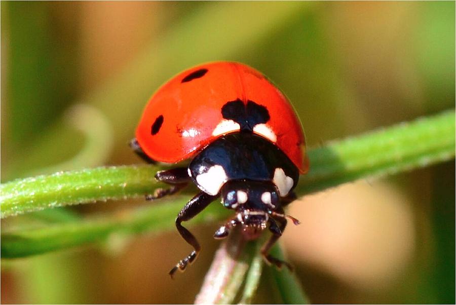 Ladybug 2 Photograph by Jeff Clements - Fine Art America