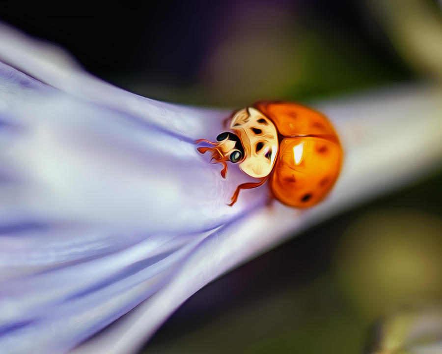 Ladybug Art Photograph by Tammy Smith - Fine Art America