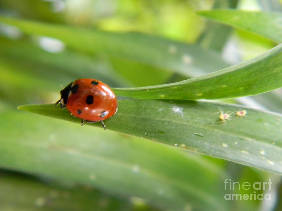 Ladybug Dance Photograph by Anna Carroll - Fine Art America