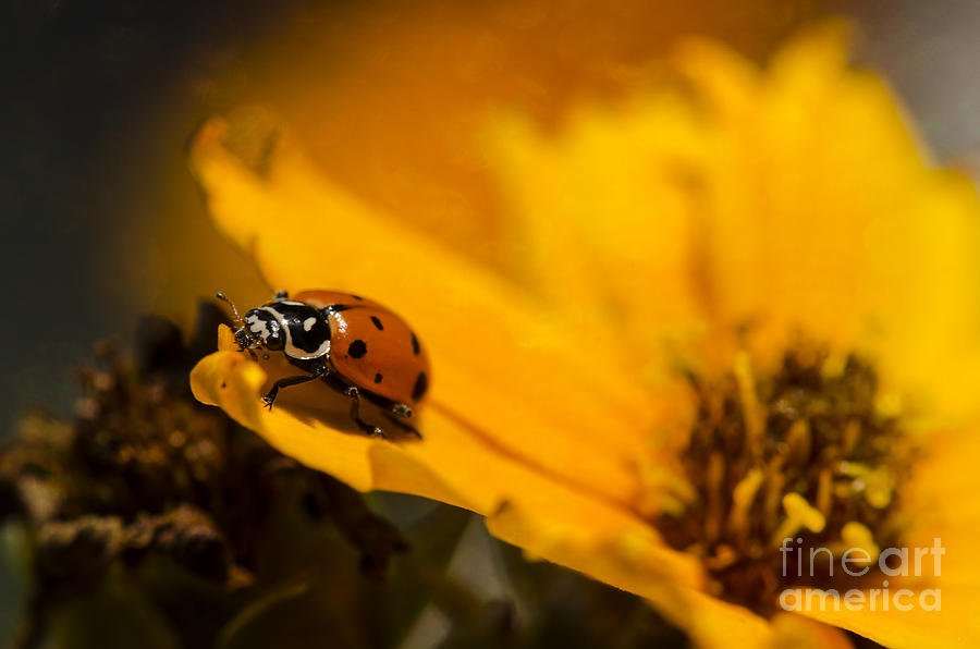 Ladybug Photograph by Nicole Markmann Nelson - Fine Art America