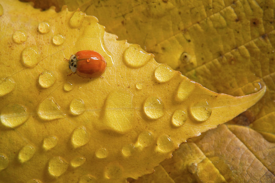 Ladybug On Fall-colored Leaf Photograph by Jaynes Gallery - Fine Art ...