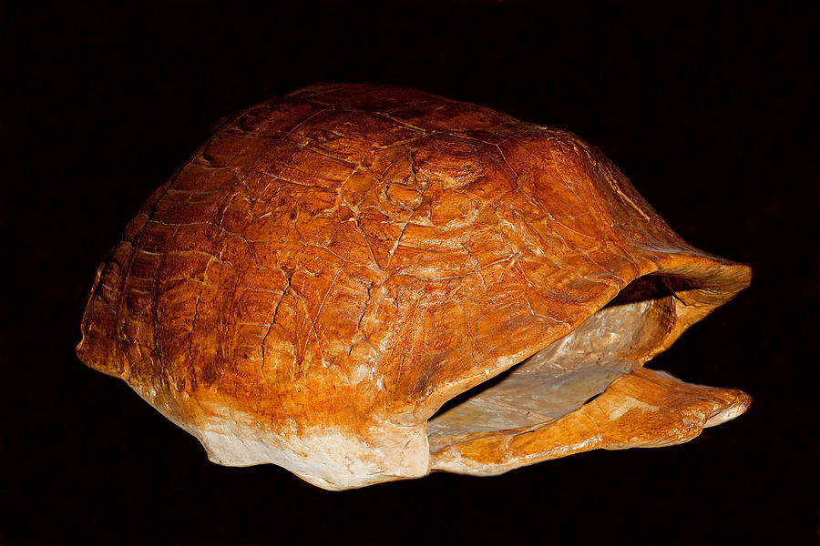 Land Tortoise Shell Fossil Photograph by Millard H. Sharp | Fine Art ...