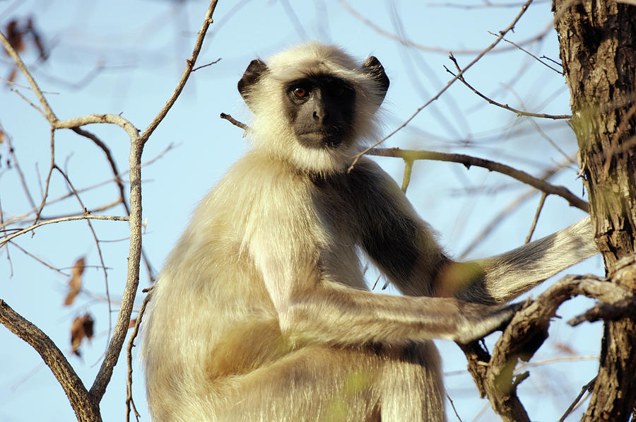 Langur Monkey Photograph by Louise Murray/science Photo Library - Fine ...