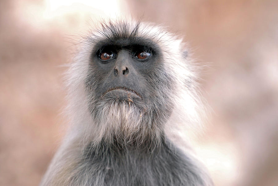 Langur Monkey by Simon Fraser / Science Photo Library