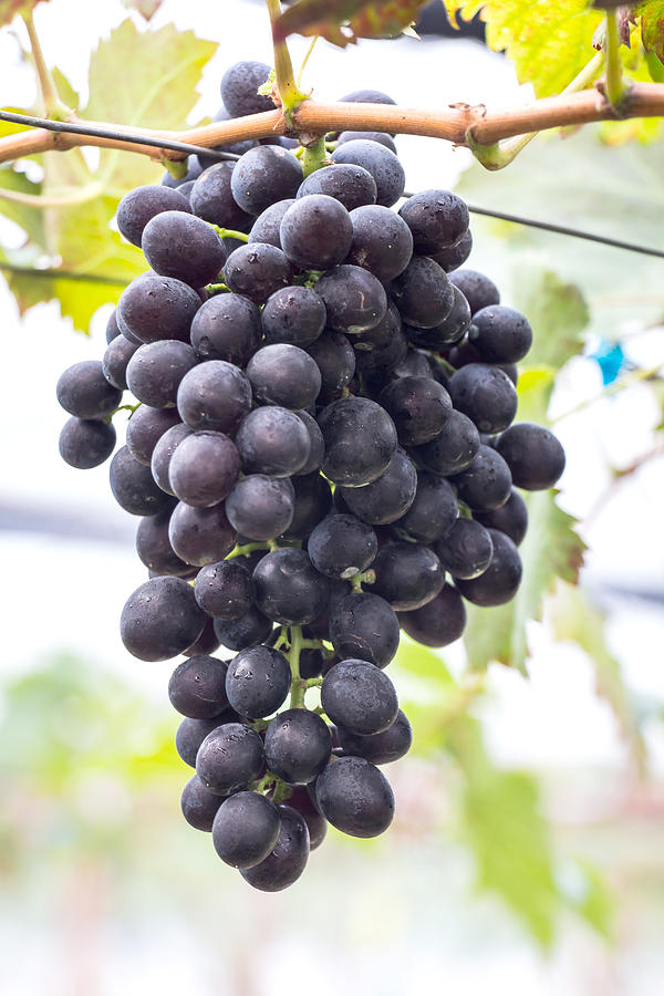 Large bunch of red wine grapes hang from a vine Photograph by Jukree Boonprasit - Pixels
