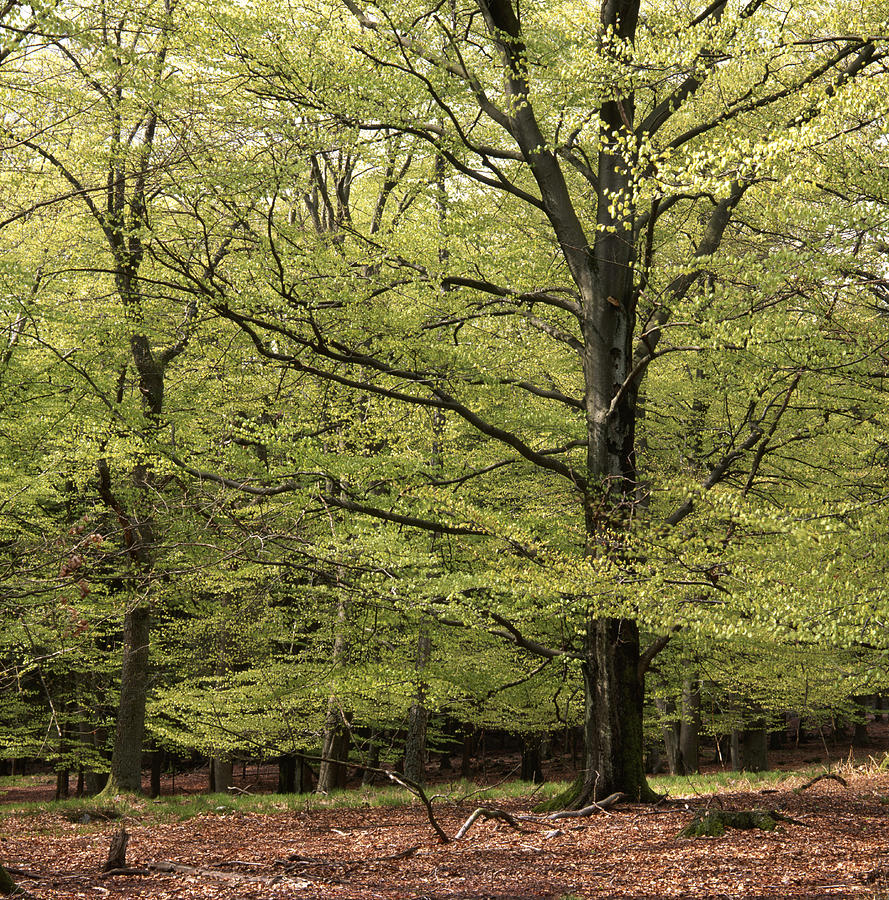 Large old beech tree Photograph by Ulrich Kunst And Bettina Scheidulin ...