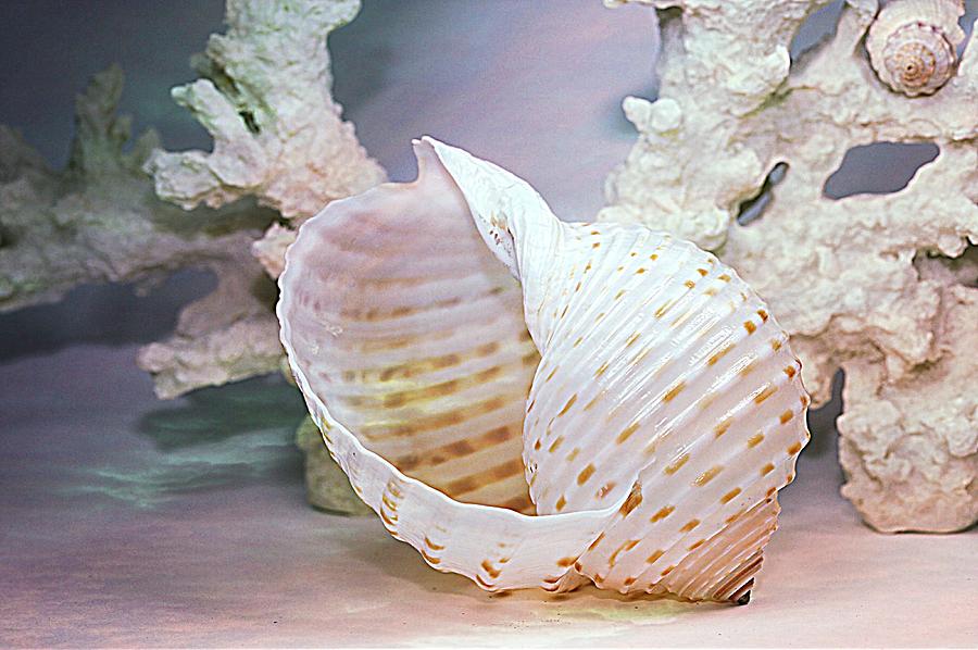 Large Spotted Tun Photograph by Shirley Sirois - Fine Art America