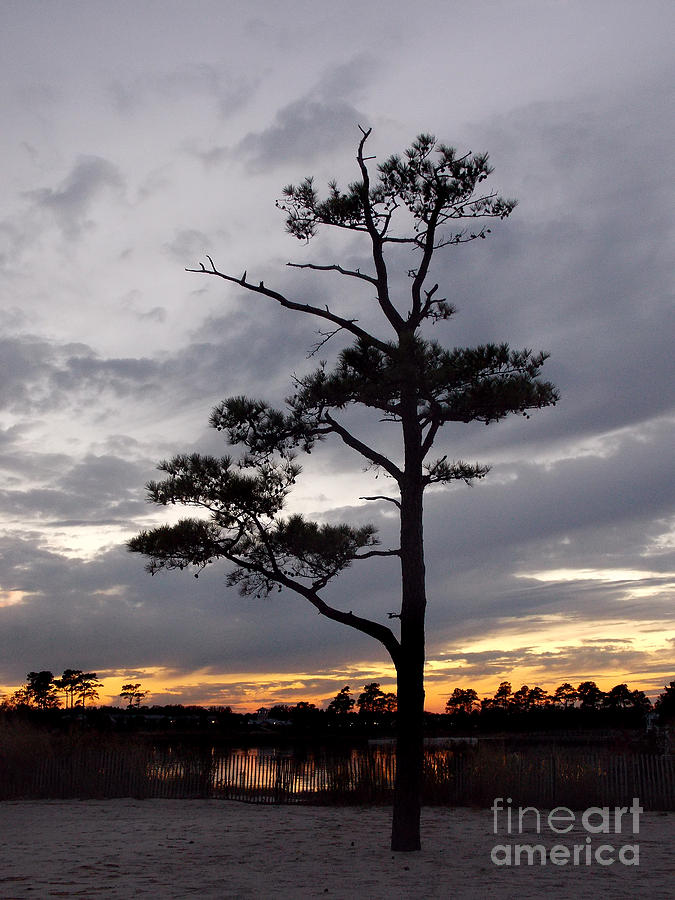Last Tree Standing Photograph by Skip Willits - Fine Art America