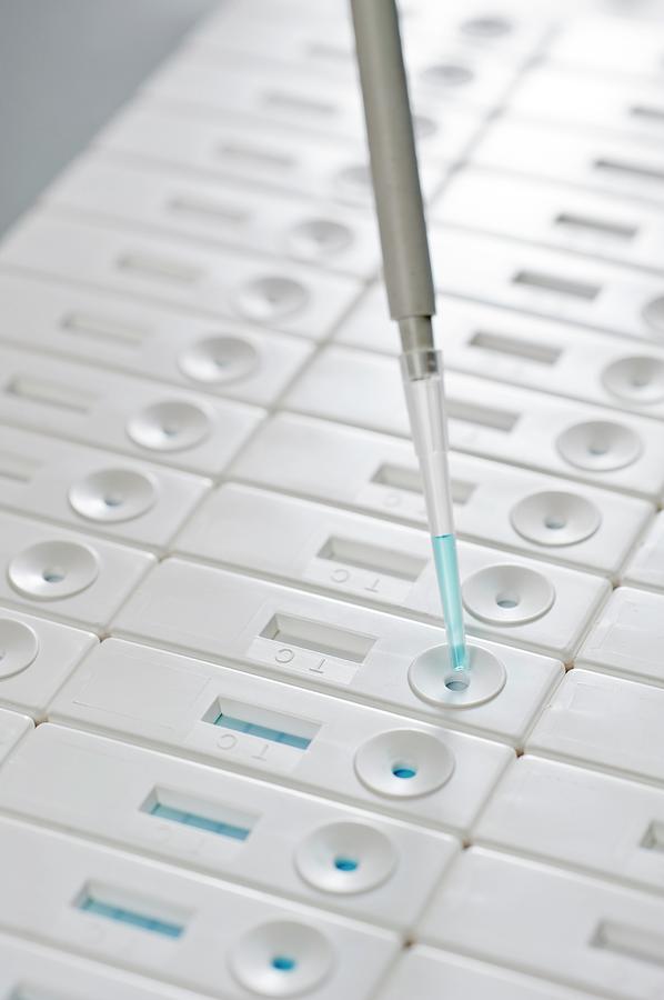 Lateral Flow Testing by Jim Varney / Science Photo Library