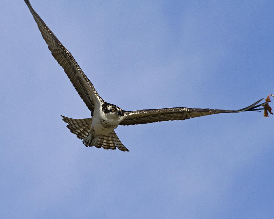 Launch 13 Photograph by Eric Mace - Pixels