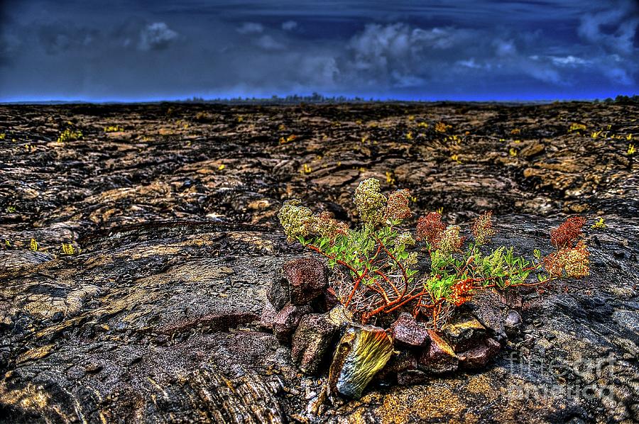 Lava Weed Patch Photograph by Ken Andersen - Fine Art America