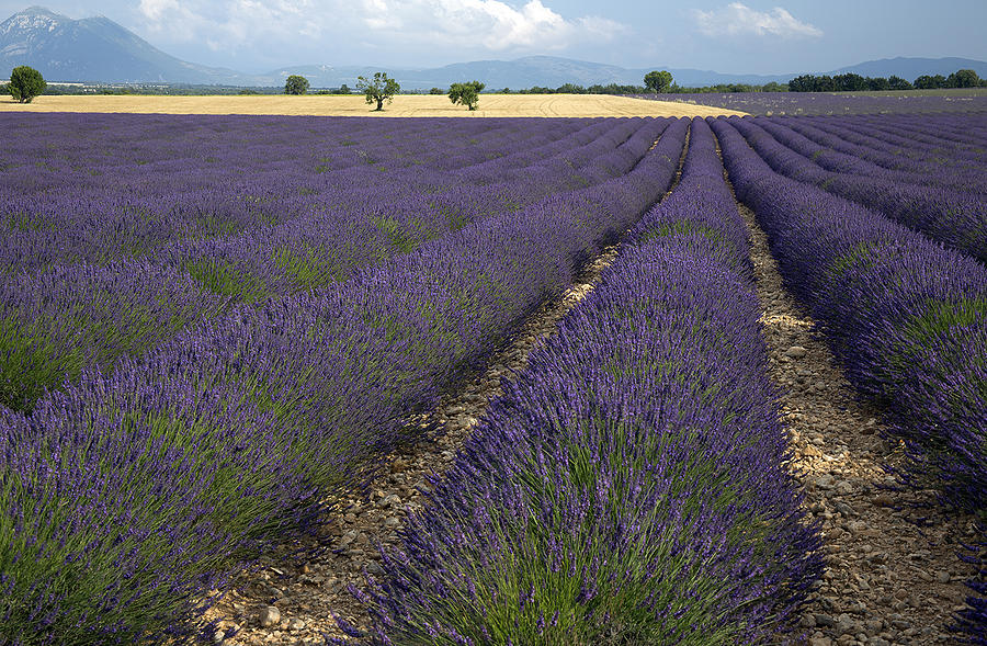 Lavender Fields Photograph by Anthony Rossomando - Fine Art America