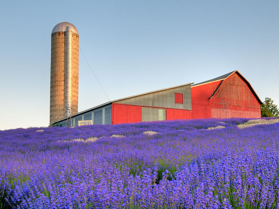 Lavender Fields Photograph by Daniel Smith - Pixels
