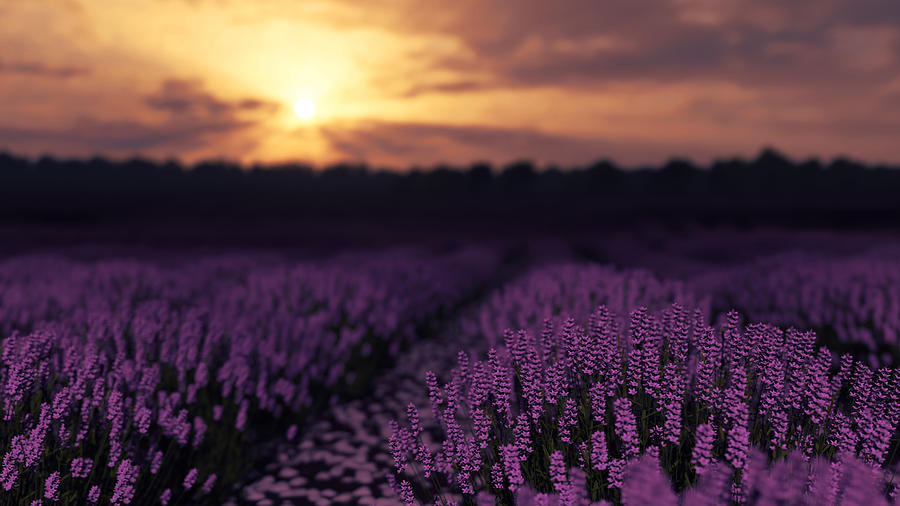 Lavender Fields Digital Art by Mark Bowden - Fine Art America