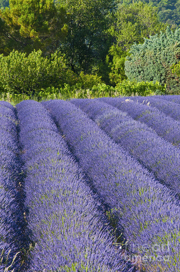 Lavender Rows in Provence Photograph by Bob Phillips