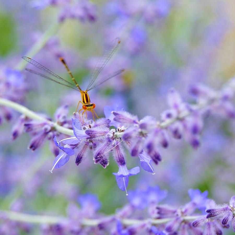Lavenders Surprise Photograph By Carol Toepke Fine Art America