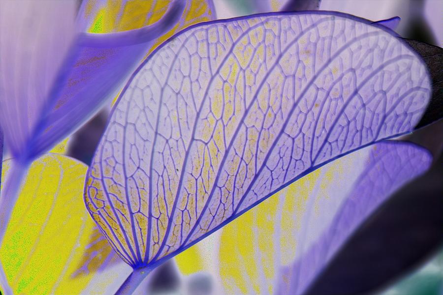 Leaf Abstract Photograph by David Rich - Fine Art America