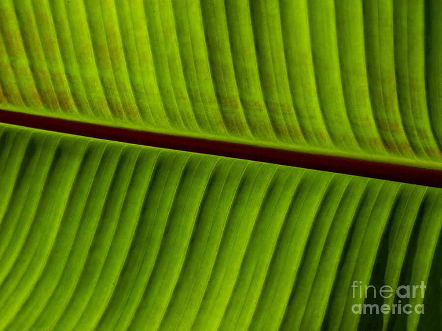 Leaf Abstract Photograph by Grace Dillon | Fine Art America