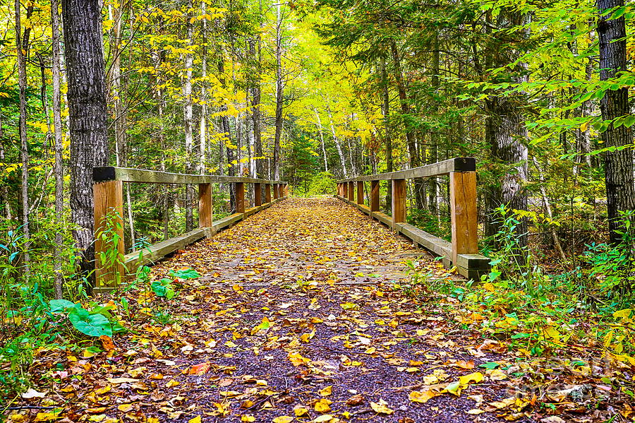 Leaf Covered Path Photograph by Bryan Benson - Pixels