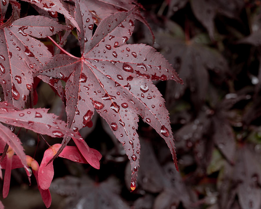 Leaf Drops Photograph by Kevin Buffington - Fine Art America