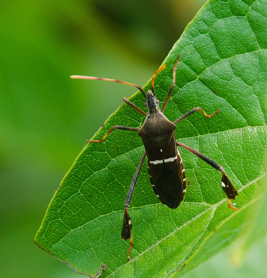 Leaf Footed Bug Photograph by Don L Williams - Fine Art America