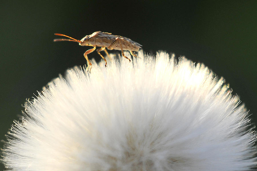 Leaf-Footed Conifer Bug Photograph by Kathryn Whitaker - Pixels