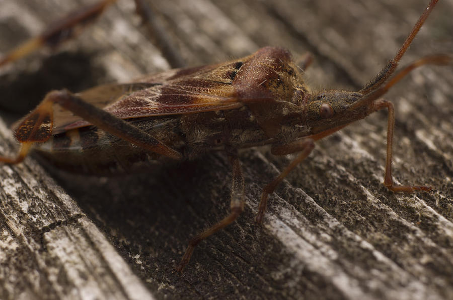 Leaf-footed Stink Bug Photograph by Lee Roy