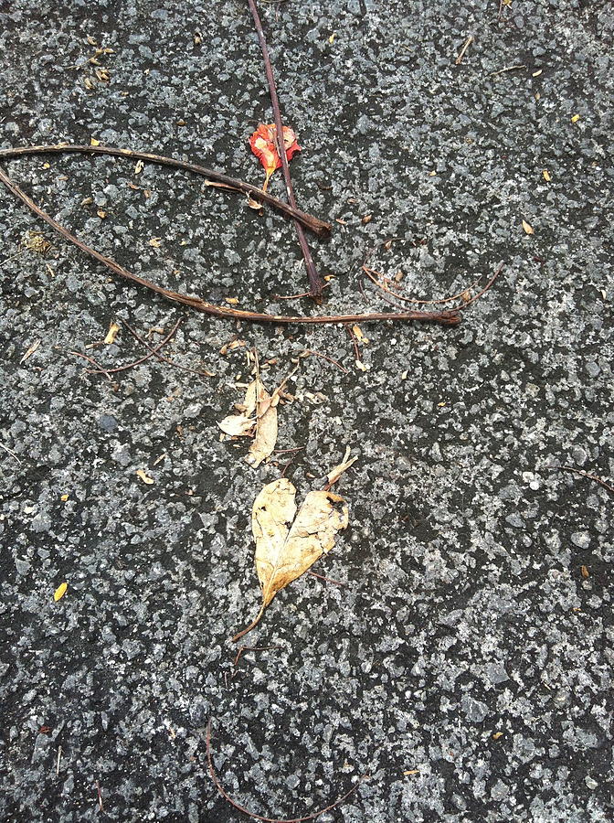 Leaf Heart Photograph by Lisa Codella - Fine Art America